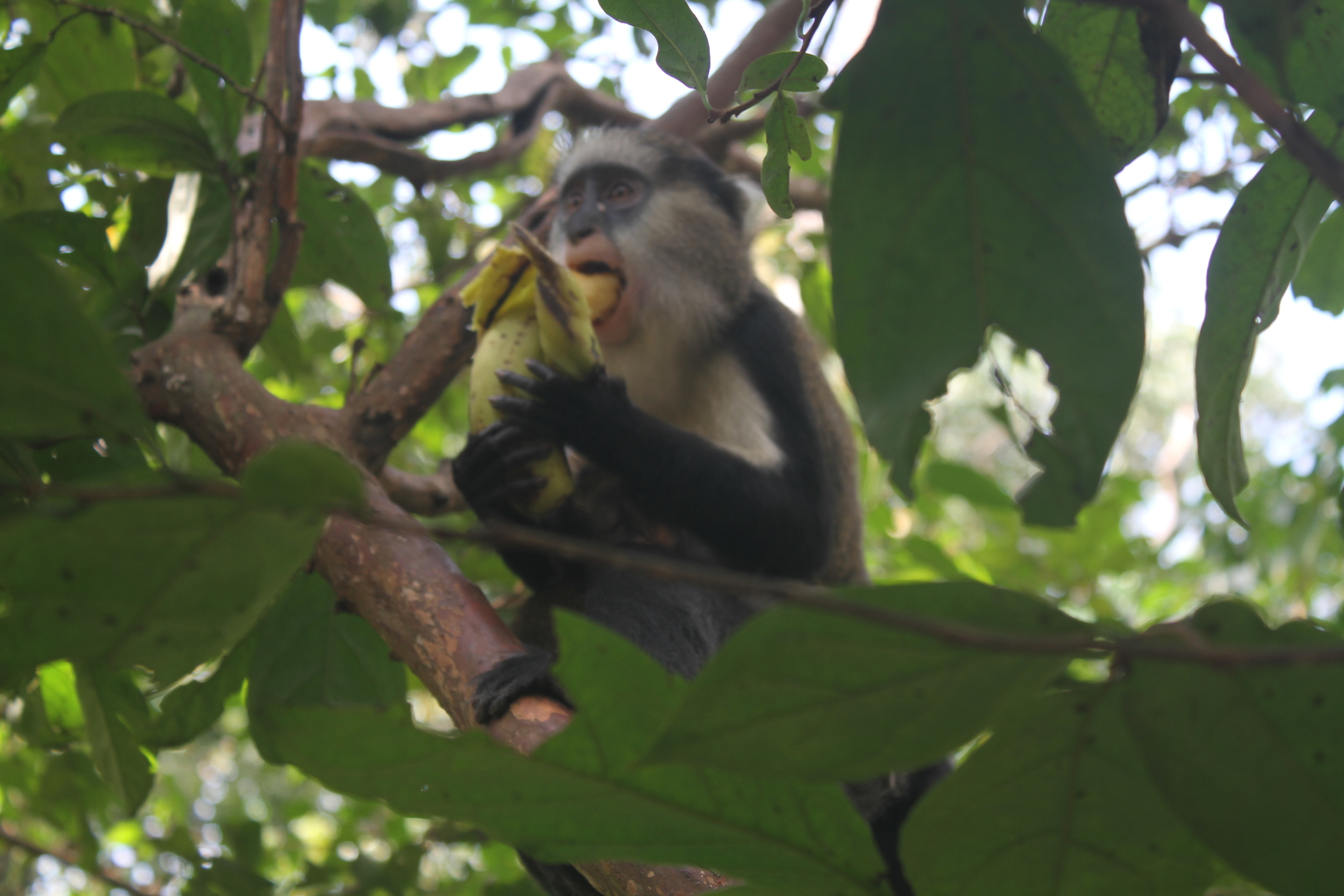 Cercopithecus lowei Thomas, 1923