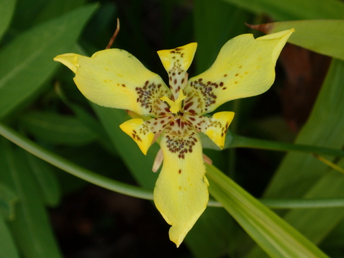 Yellow Walking Iris (Trimezia martinicensis)
