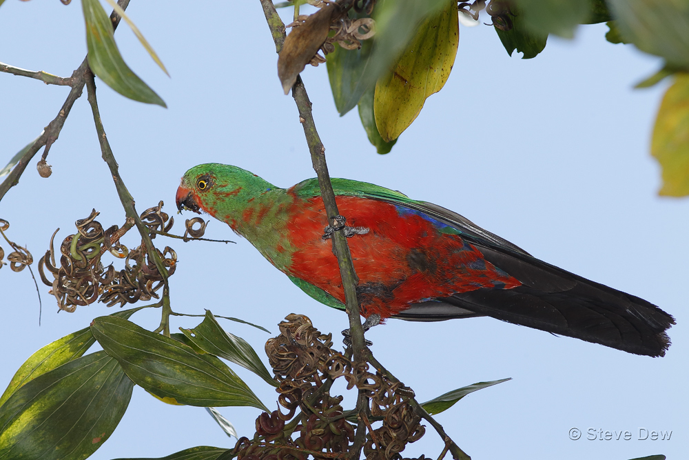 Wet Tropics Australian King Parrot (Alisterus scapularis minor) - Avian ...