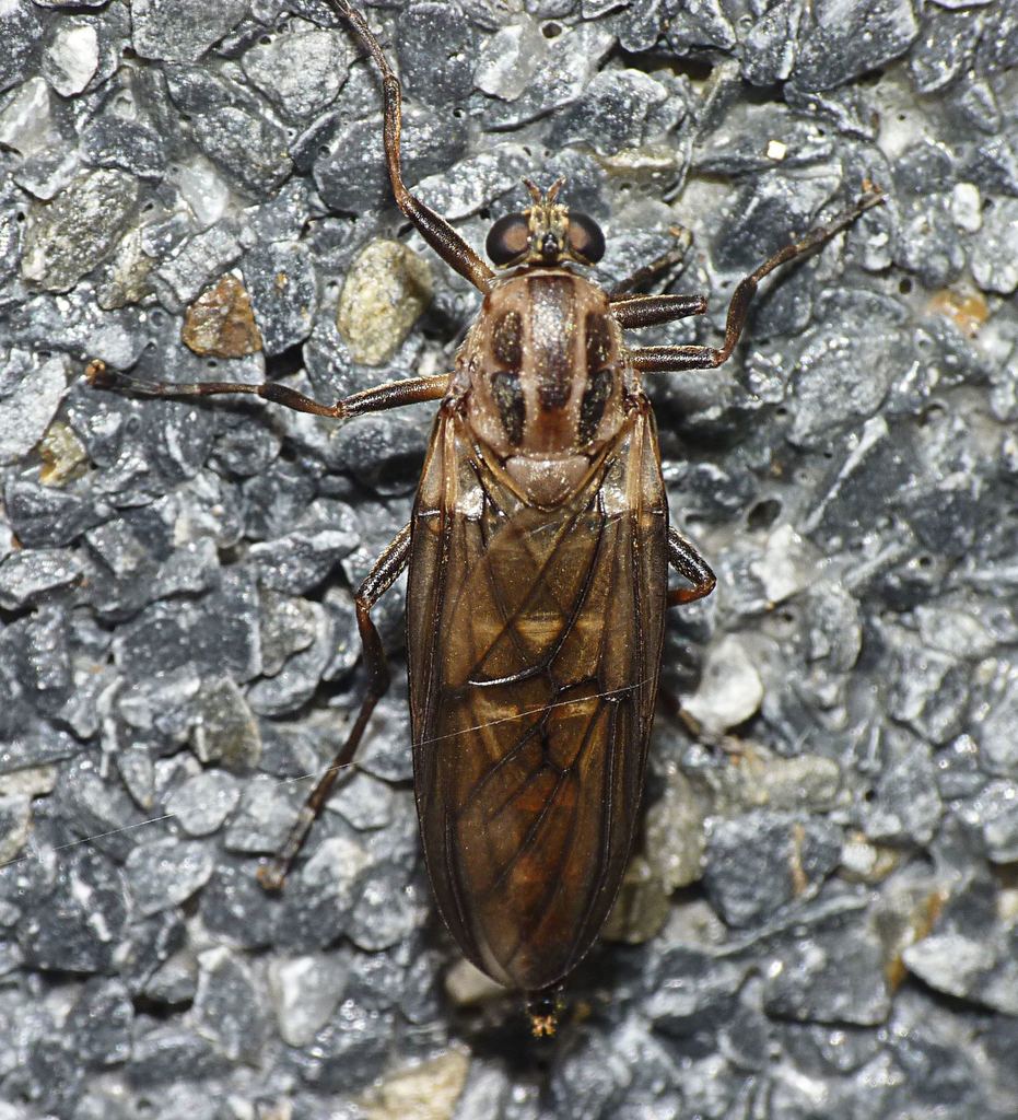 Chiromyza from Melbourne VIC, Australia on May 01, 2011 at 11:07 AM by ...