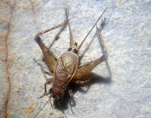 Little Long-tailed Crickets (Genus Eurepella) · iNaturalist