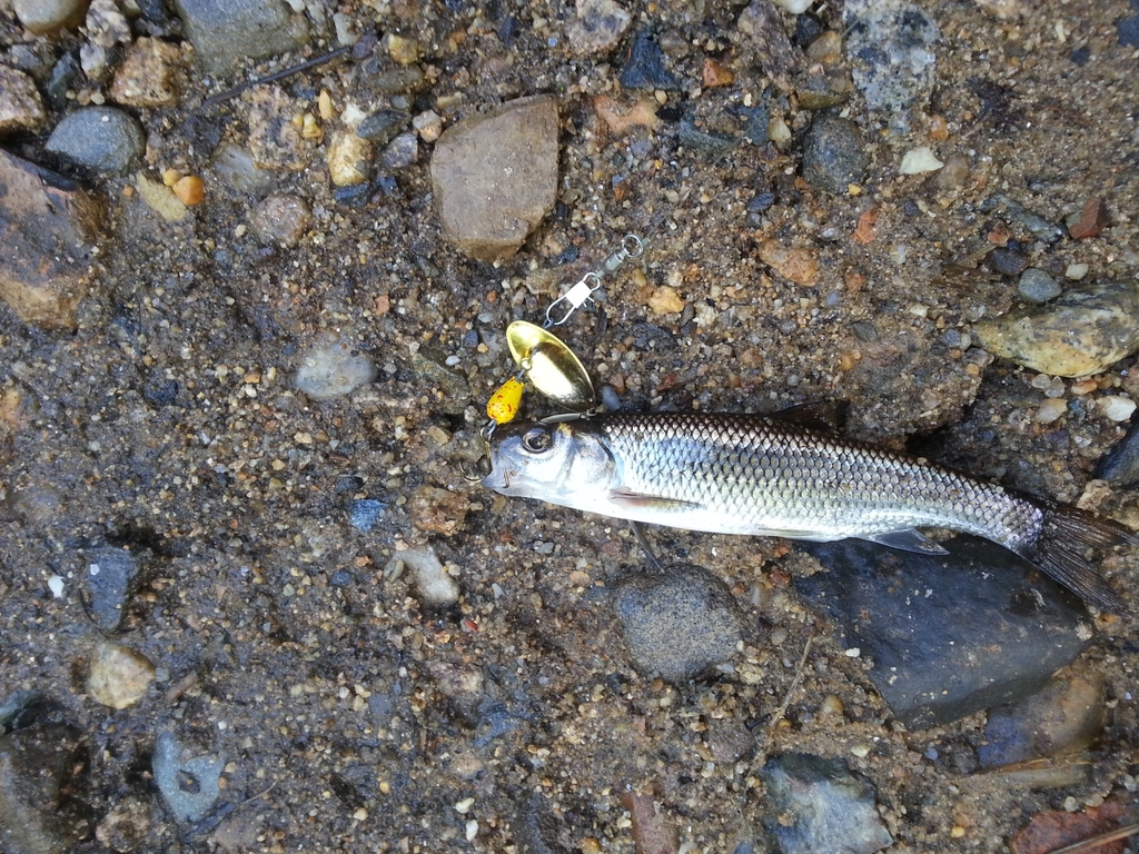 Fallfish from Nottingham on July 10, 2015 at 09:25 AM by Jesse ...