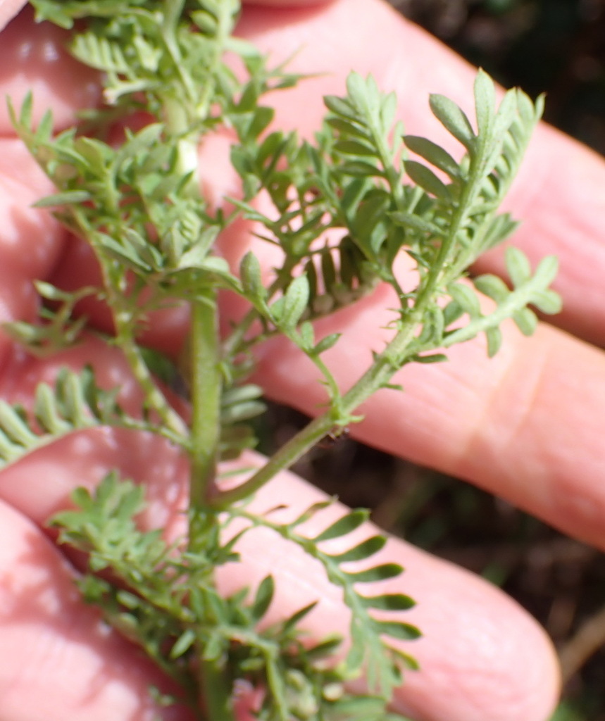 Scrambling Stinkals from Perdekop Nature Walk, Garden Route District ...