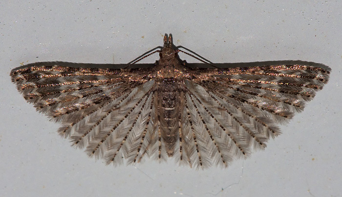 Montana Six-plume Moth (Moths of Montana, USA) · iNaturalist