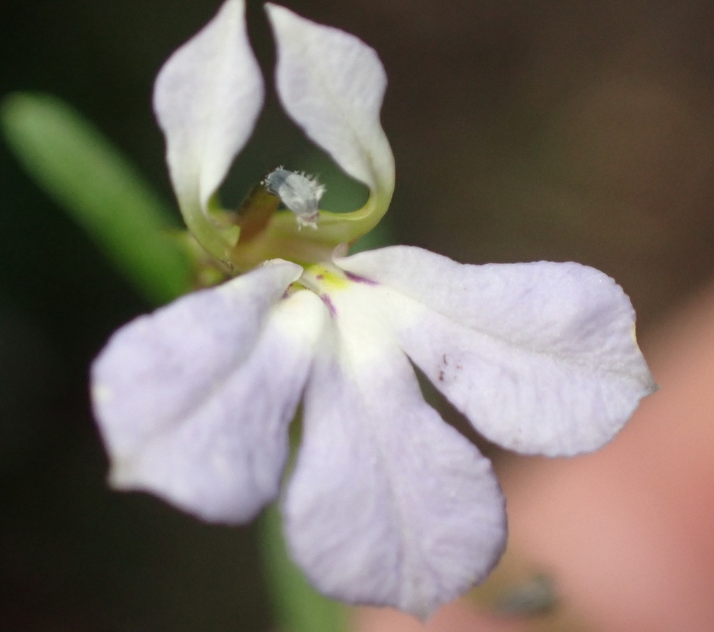 angled lobelia from Perdekop Nature Walk, Garden Route District ...