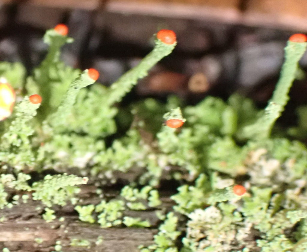 pixie cup and reindeer lichens from Perdekop Nature Walk, Garden Route ...