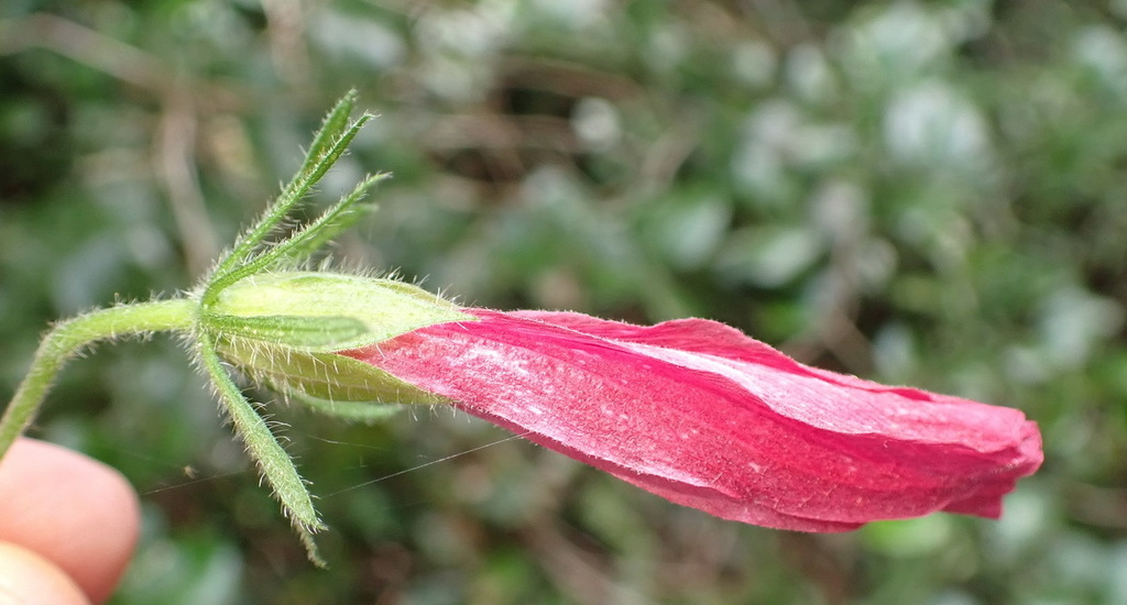 forest pink hibiscus from Perdekop Nature Walk, Garden Route District ...