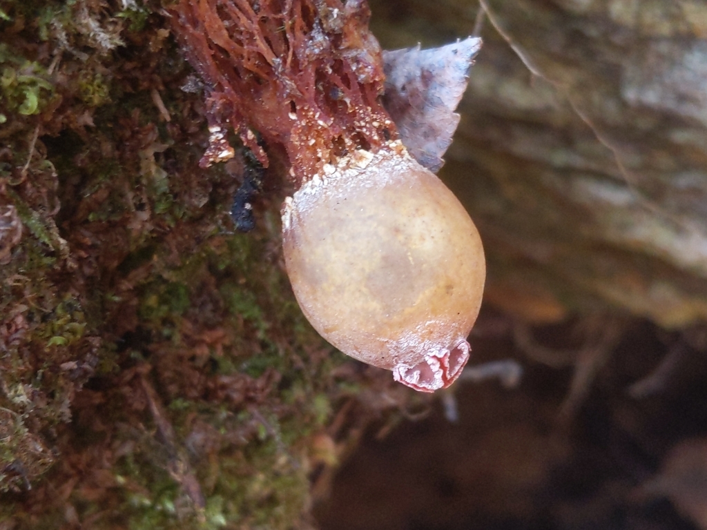 Calostoma ravenelii microsporum (Fungi and Lichens of Mississippi ...