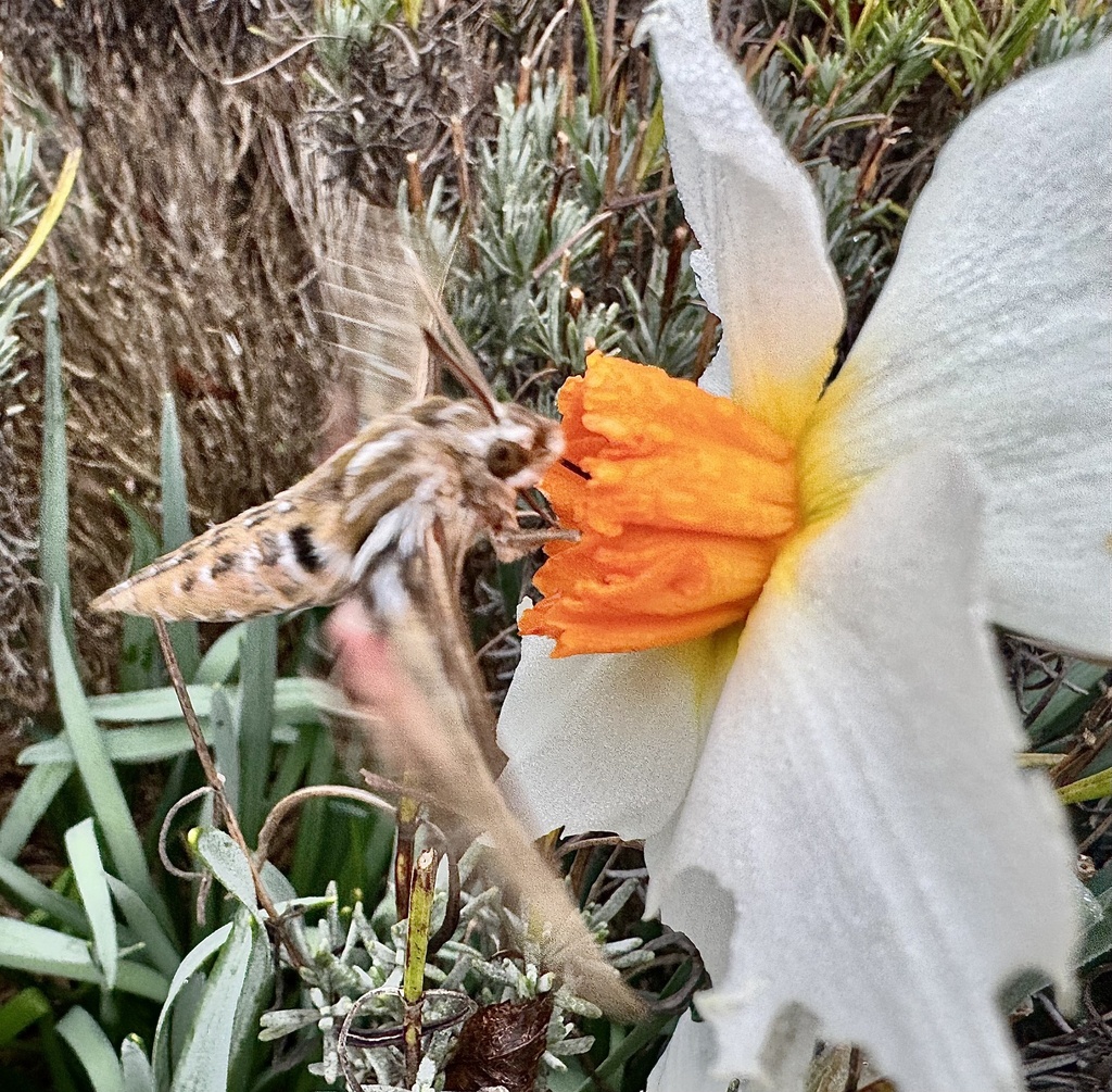 White-lined Sphinx from Furlong Rd, Sebastopol, CA, US on March 1, 2026 ...