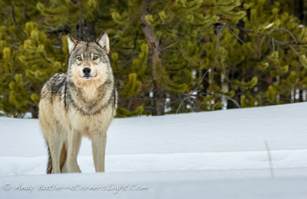 Northwestern Wolf (Canis lupus occidentalis) - Know Your Mammals