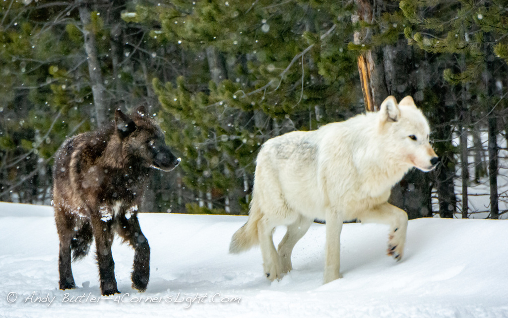 Northwestern Wolf (Canis lupus occidentalis) - Know Your Mammals