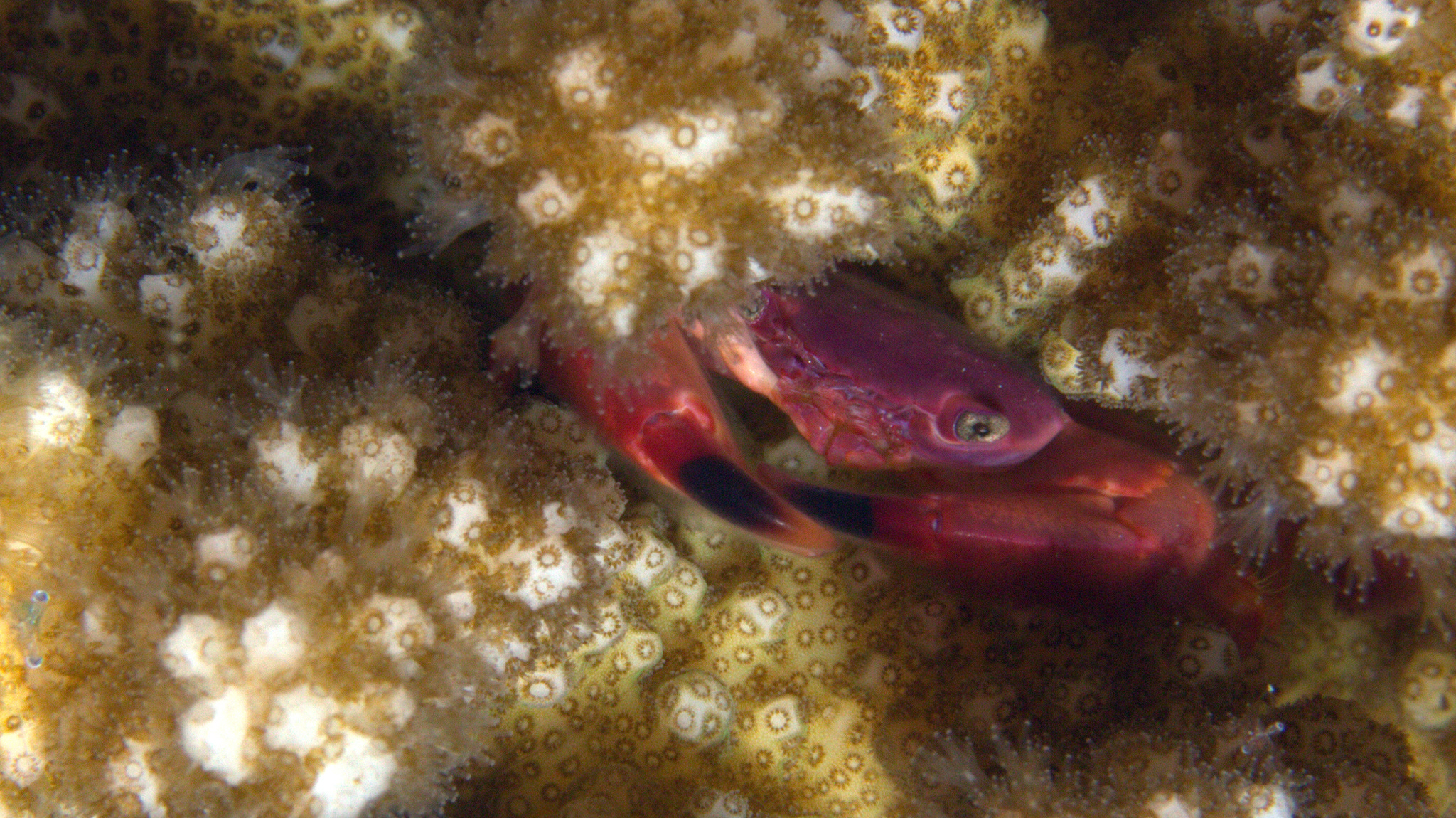 Trapezia cymodoce (Herbst, 1801)