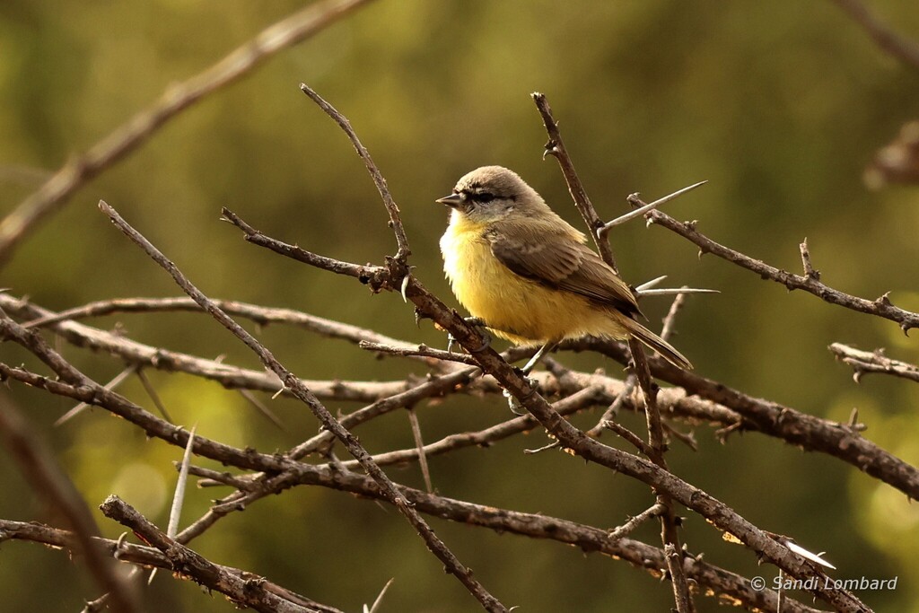 Southern Penduline Tit from Rust de Winter, South Africa on February 28 ...