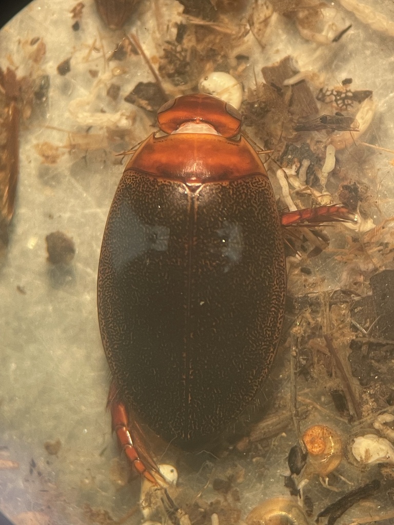 Graphoderus liberus from Athens, GA, US on September 18, 2025 at 01:22 ...