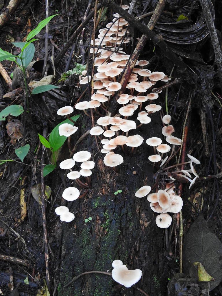 Filoboletus gracilis from San Antonio del Tequendama, Cundinamarca ...