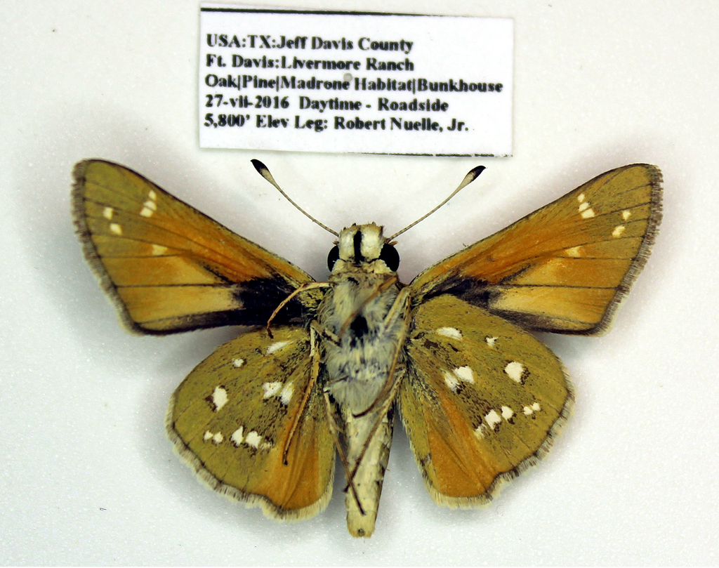Pahaska Skipper (Denver-Boulder Metro Area: Butterflies and Moths ...