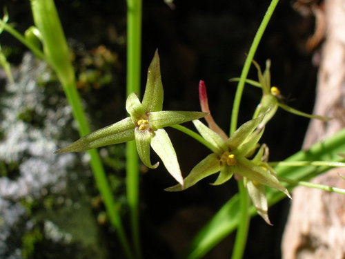 Solaria miersioides · iNaturalist