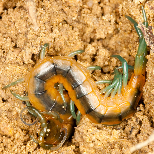 Mediterranean Banded Centipede from Province of Trapani, Italy on April ...