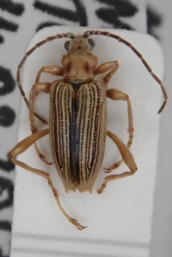 Género Macroplea · iNaturalist Mexico