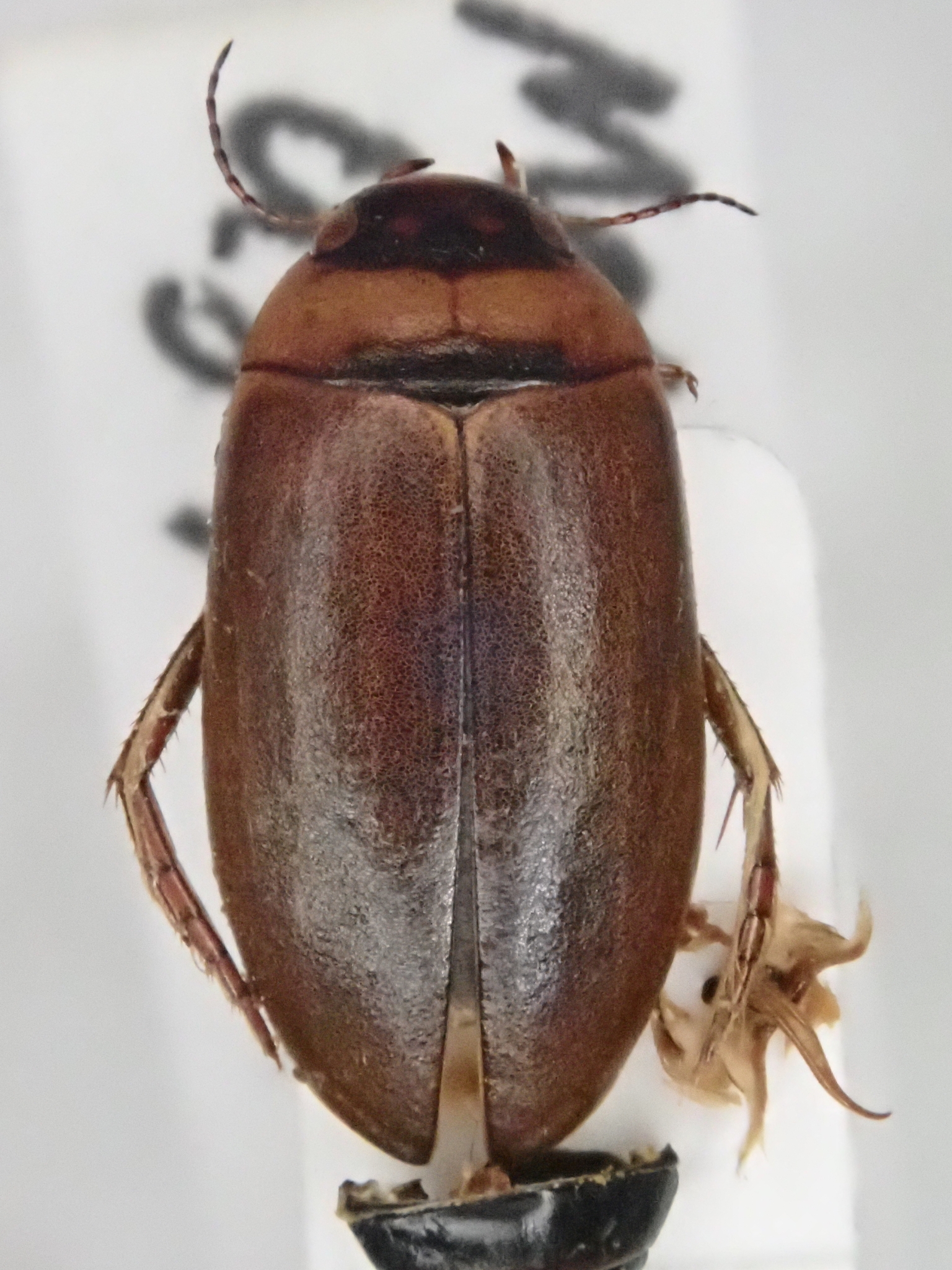 Agabus arcticus (Paykull, 1798)