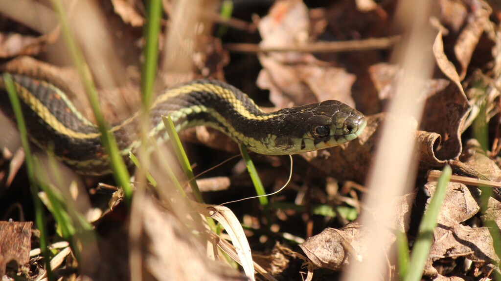 Valley Garter Snake from Whatcom County, WA, USA on March 1, 2026 at 11 ...