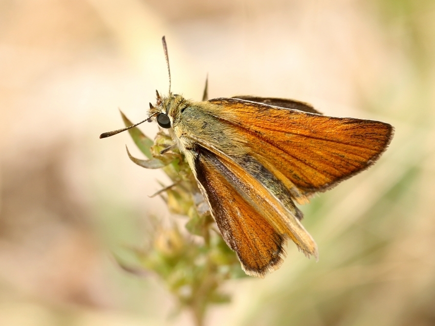 Small Skipper from North Aegean Region, Grécko on May 21, 2016 at 09:06 ...