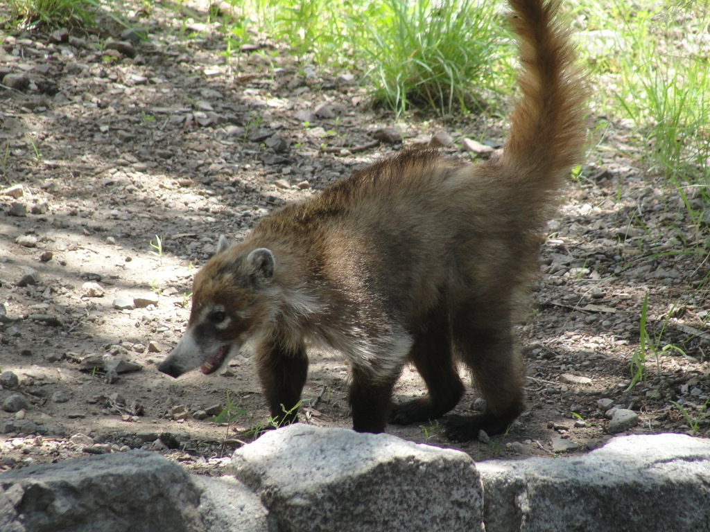 White-nosed Coati from Bog Springs CG on August 2, 2012 at 03:54 PM by ...