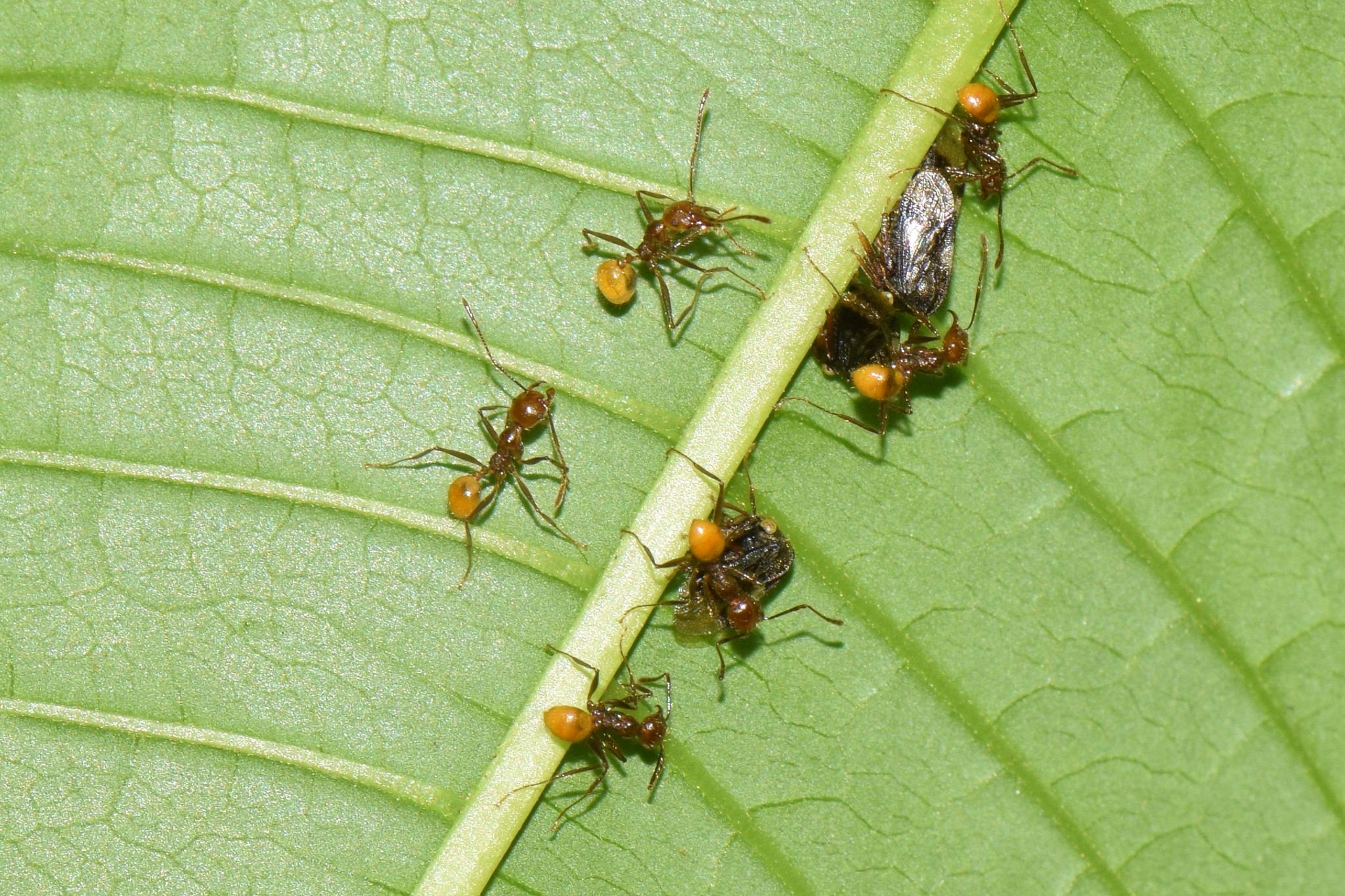 Pheidole xanthogaster