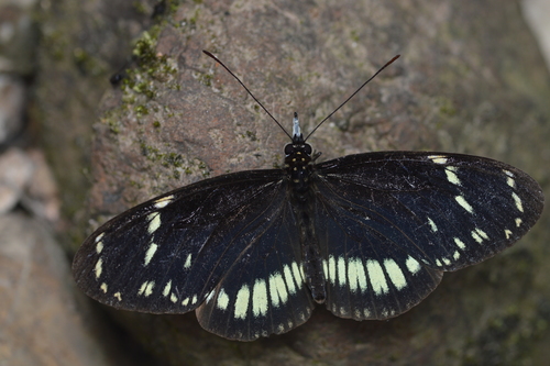 Subspecies Heliconius hecuba cassandra · iNaturalist
