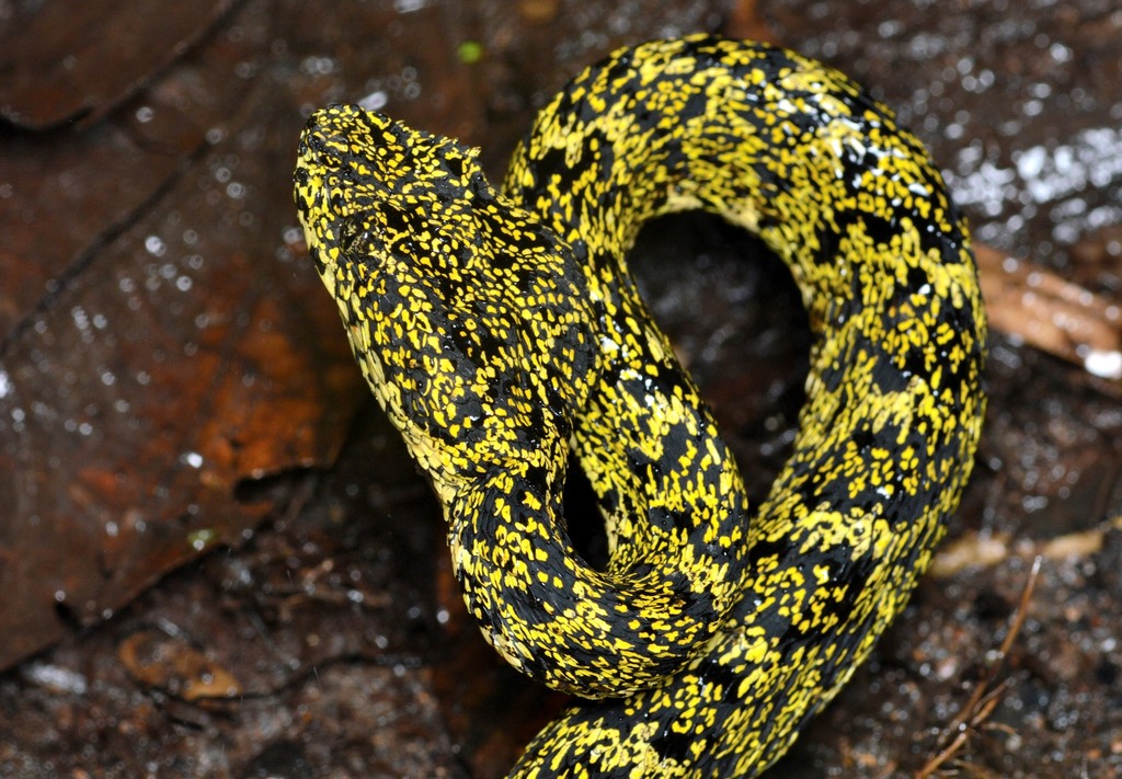 Nauyaca de árbol pestañuda (Papa´s Place) · iNaturalist