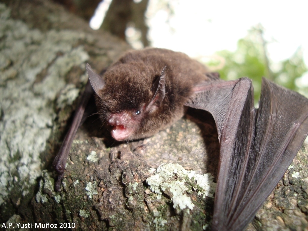 Black Myotis (Myotis nigricans) - Know Your Mammals