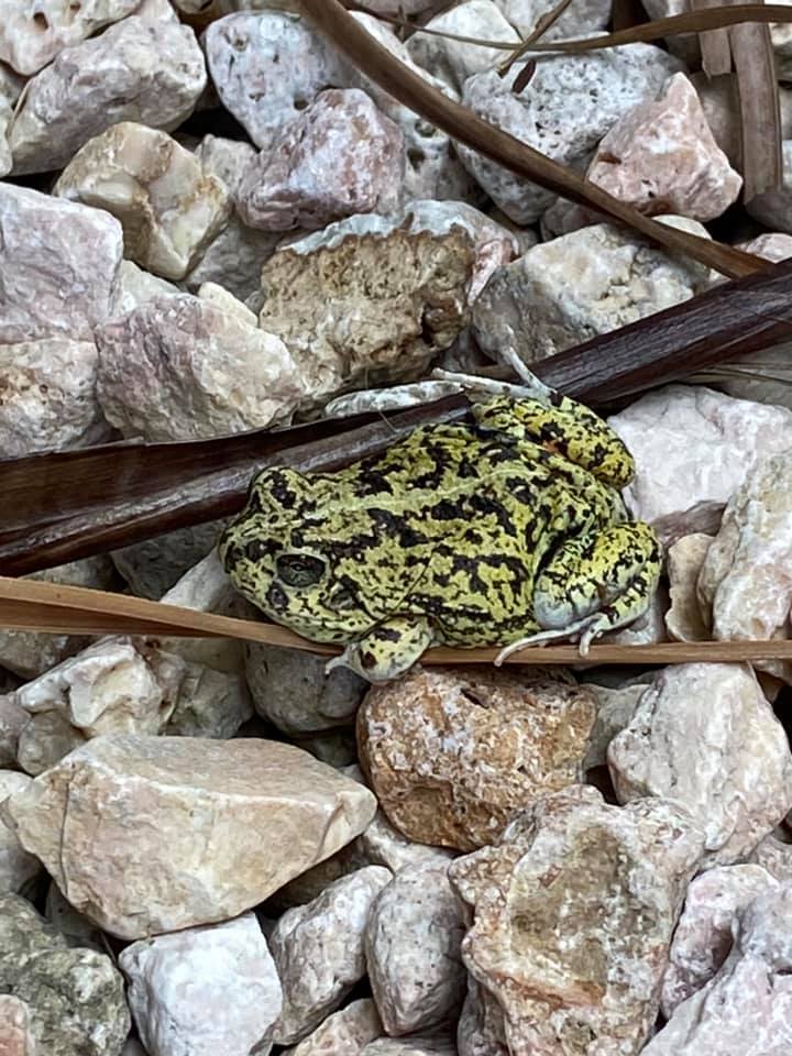 Colombian Four-eyed Frog from Curaçao on February 23, 2020 at 03:28 PM ...