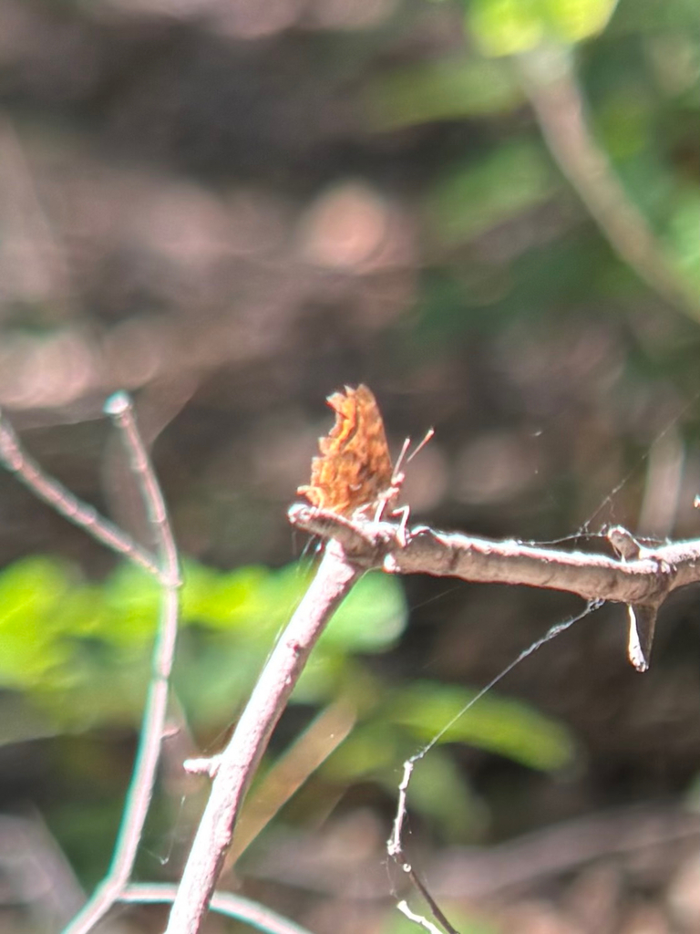 Satyr Comma from Maple Springs Truck Trail, Silverado, CA, US on March ...