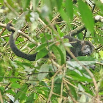 Mantled Howler Monkey from Estación Biológica La Selva, Heredia ...