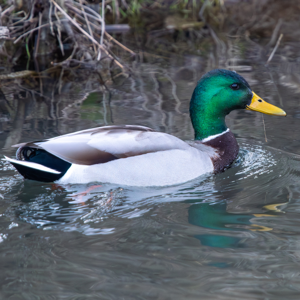 Mallard from Gilmore Ponds MetroPark, 7950 N Gilmore Rd, Hamilton, OH ...