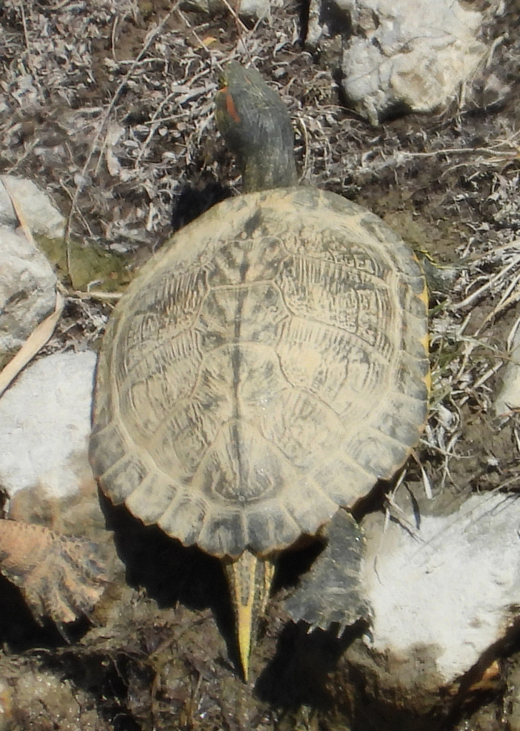 Red-eared Slider from FDA Blvd, Silver Spring, MD, USA on February 28 ...