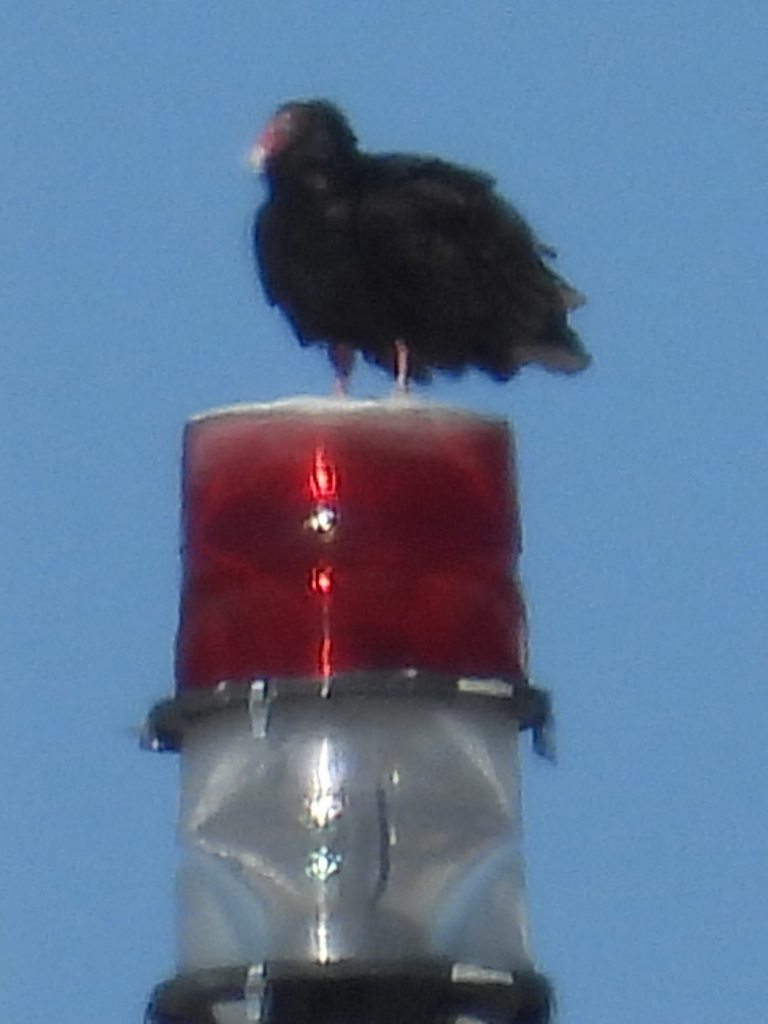 Turkey Vulture from Calverton, MD, USA on February 28, 2026 at 12:22 PM ...
