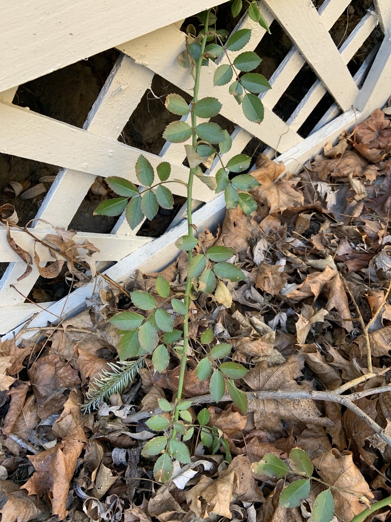 multiflora rose from Willow St, Providence, RI, US on February 23, 2020 ...