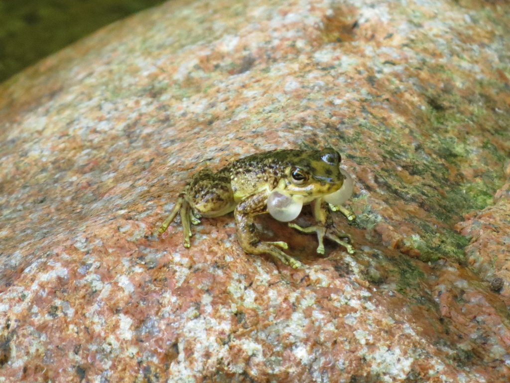 Hylodes cardosoi from Morretes - PR, 83350-000, Brasil on March 24 ...