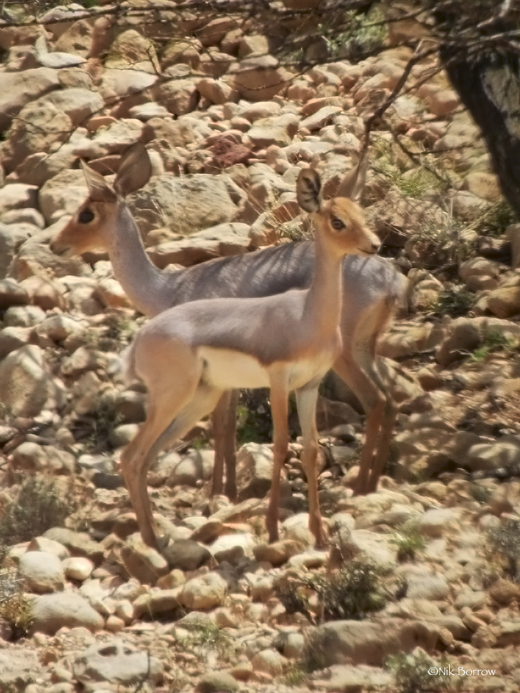 Typical Antelopes (Antilopini) - Know Your Mammals