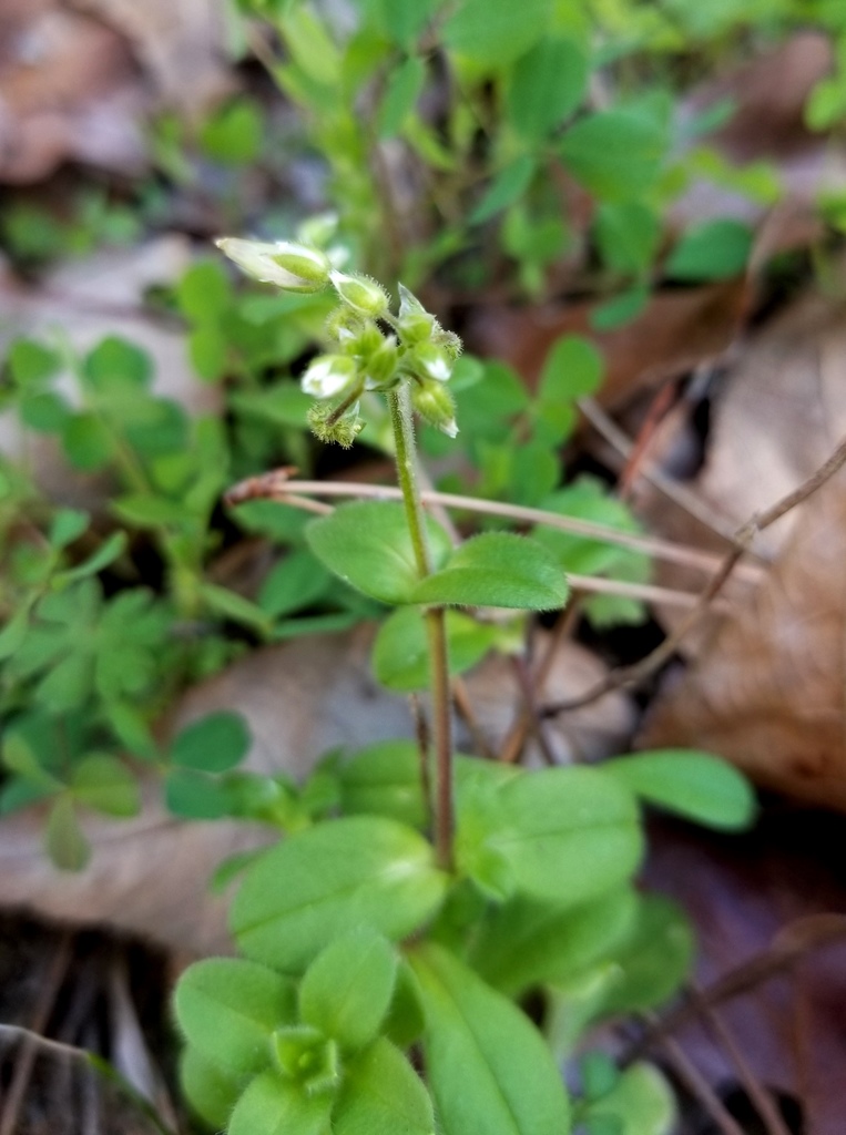 Dwarf Mouse-ear from Anderson County, TX, USA on February 21, 2020 at ...