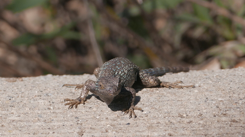 Western Fence Lizard (Sceloporus occidentalis) - Snakes and Lizards