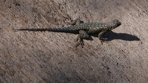Western Fence Lizard (Sceloporus occidentalis) - Snakes and Lizards