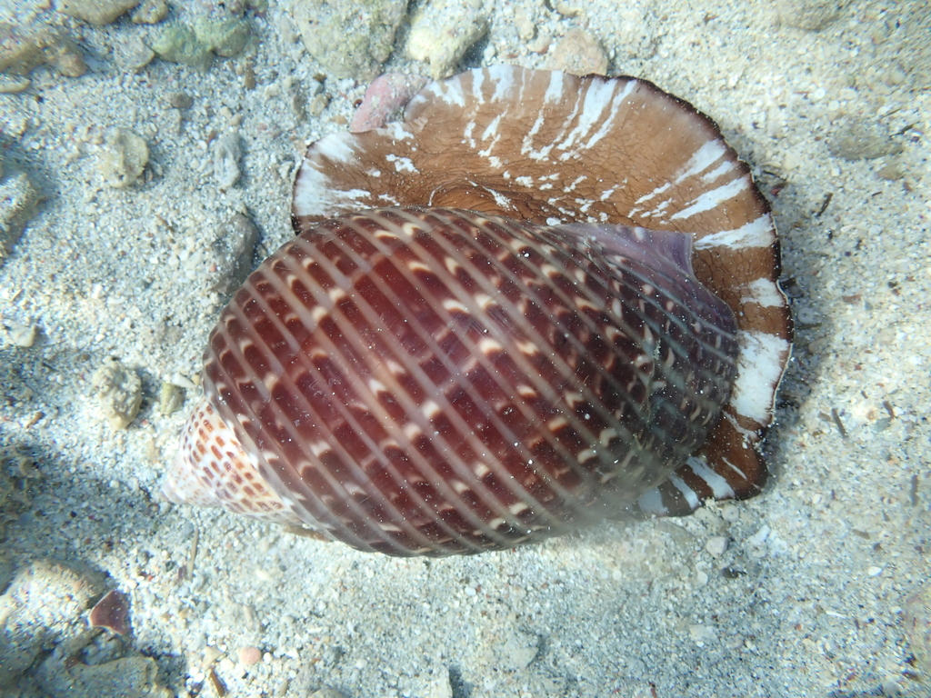 Partridge Tun Snail from Lord Howe Island, Neds Beach on March 2, 2026 ...