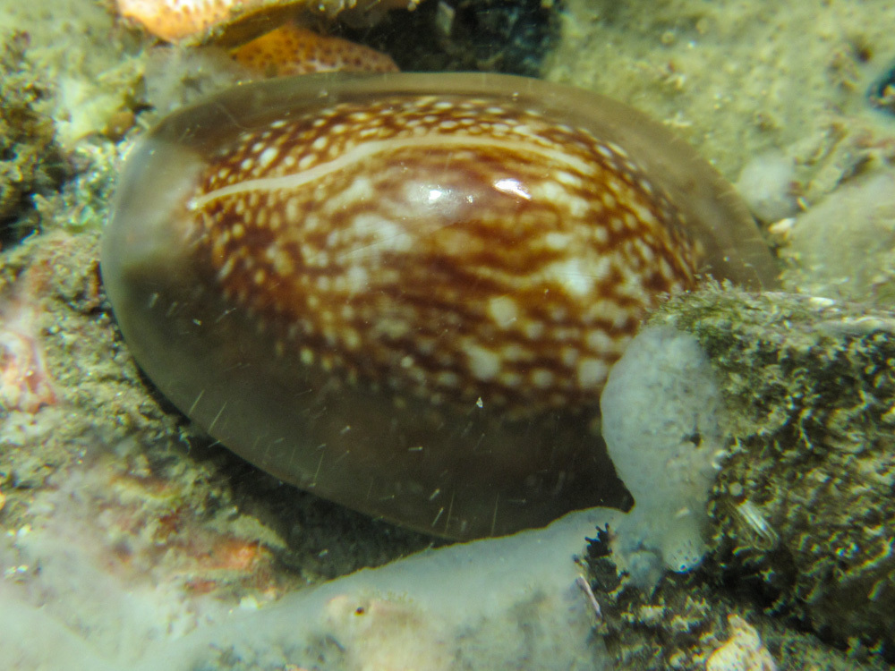 Snakehead Cowrie from Kings Beach, Sunshine Coast QLD, Australia on ...