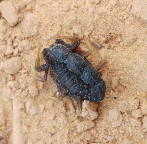 Orthochirus scrobiculosus negebensis · iNaturalist