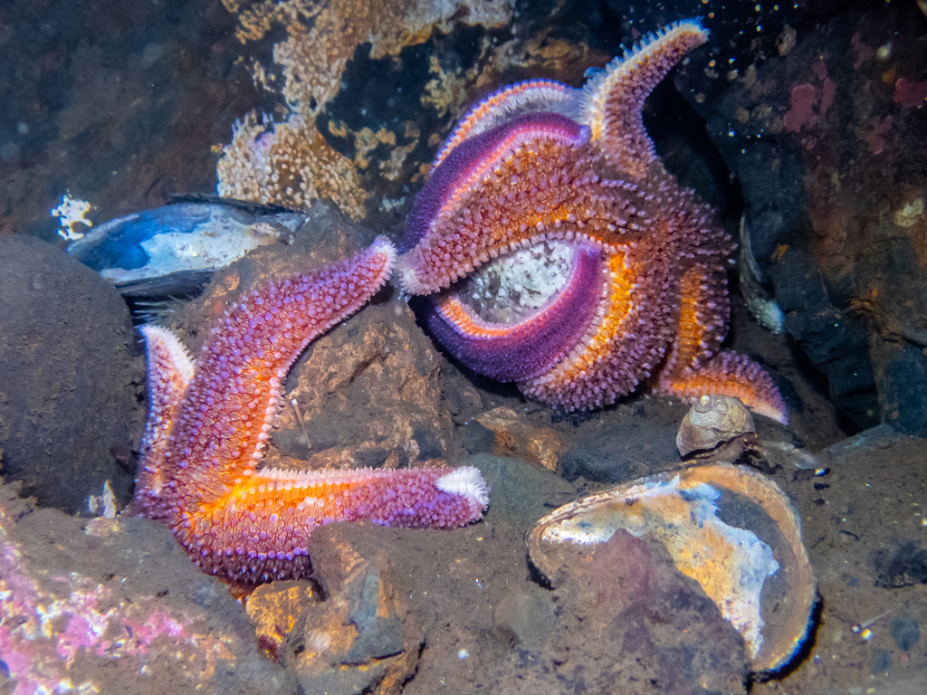 Common Sea Star from Halifax, NS, Canada on February 22, 2020 at 10:26 ...