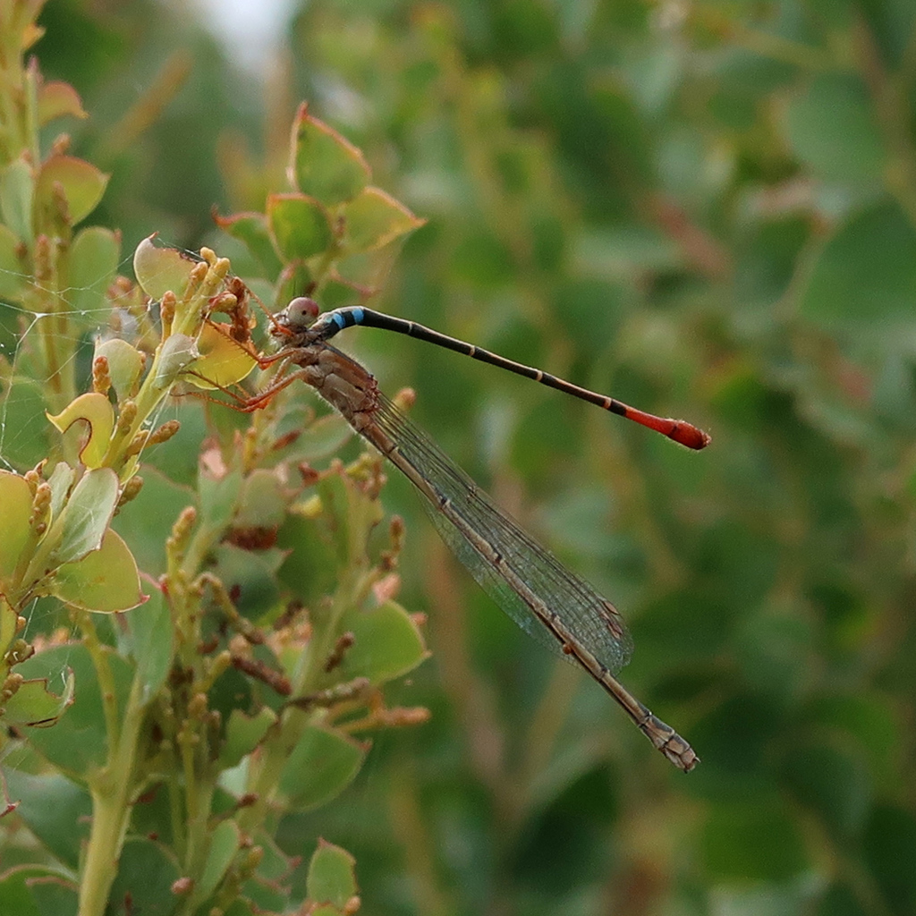 Red and Blue Damsel from Selbourne TAS 7292, Australia on February 23 ...