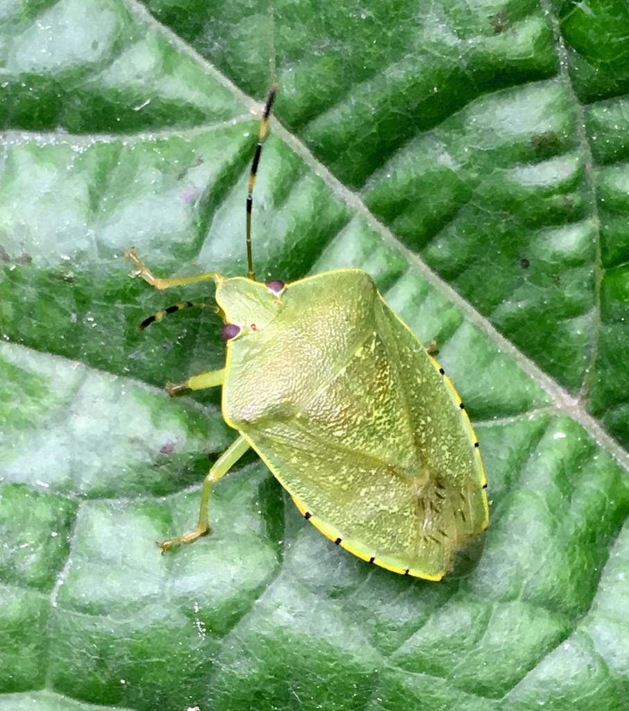 Green Stink Bug (EwA Guide to the Insects and Spiders of the Fells (US ...