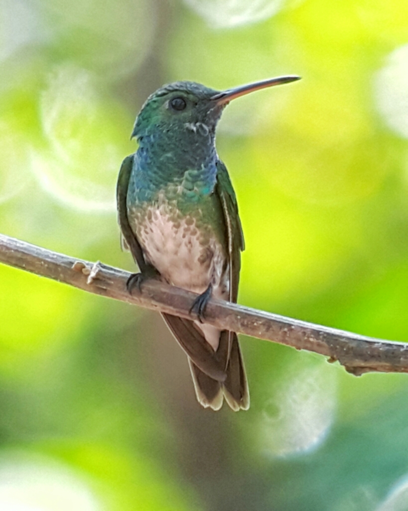 Mangrove Hummingbird (Amazilia boucardi) - Avian Discovery